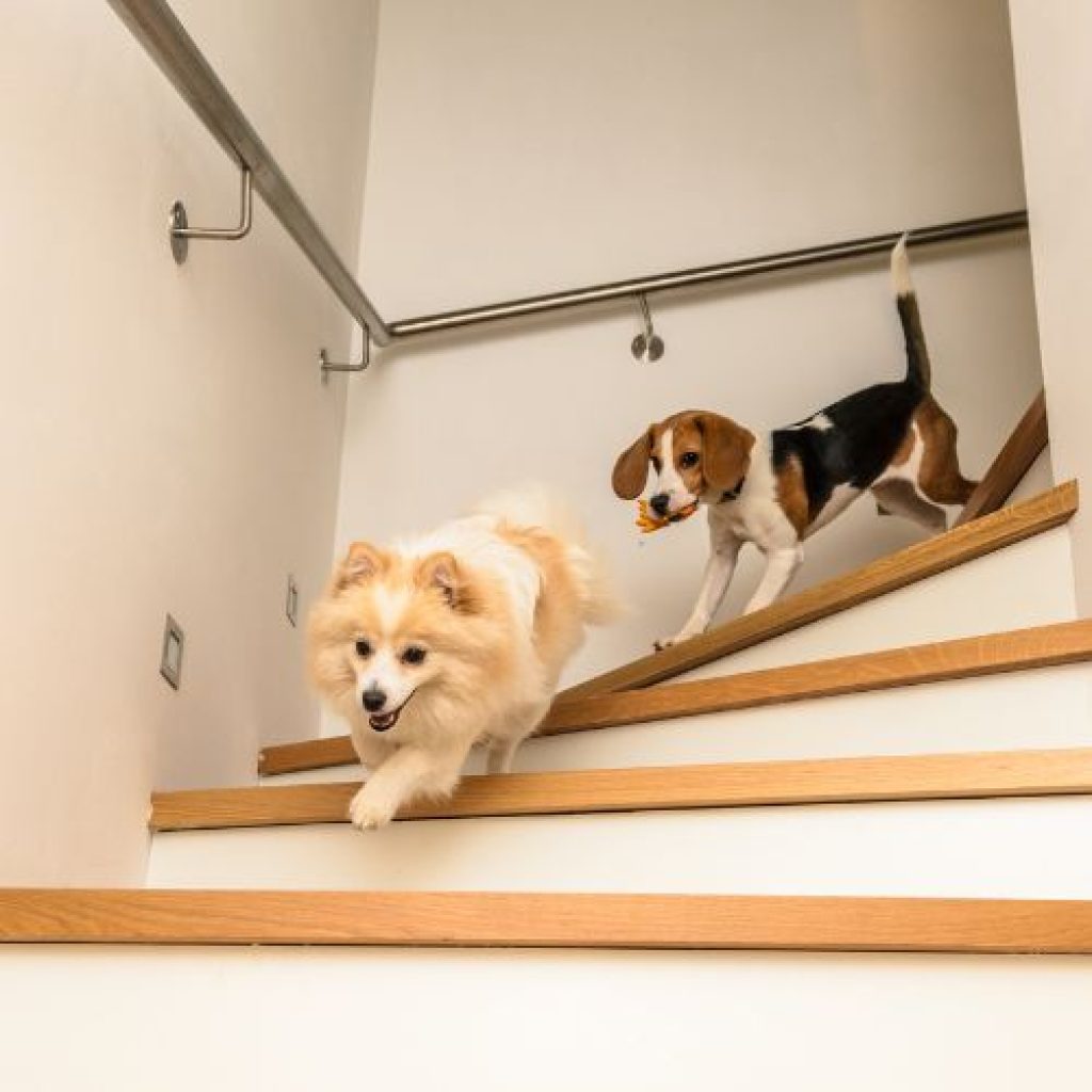 Is traplopen voor honden wel goed? - Hondpedia