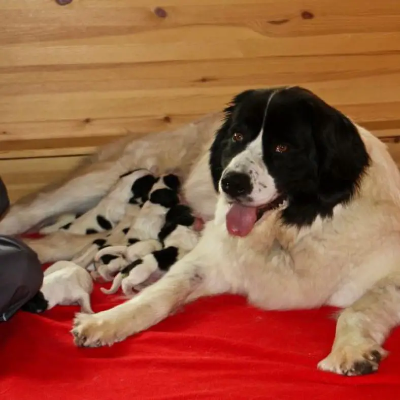 Een comfortabele bevalling voor je hond - Hondpedia