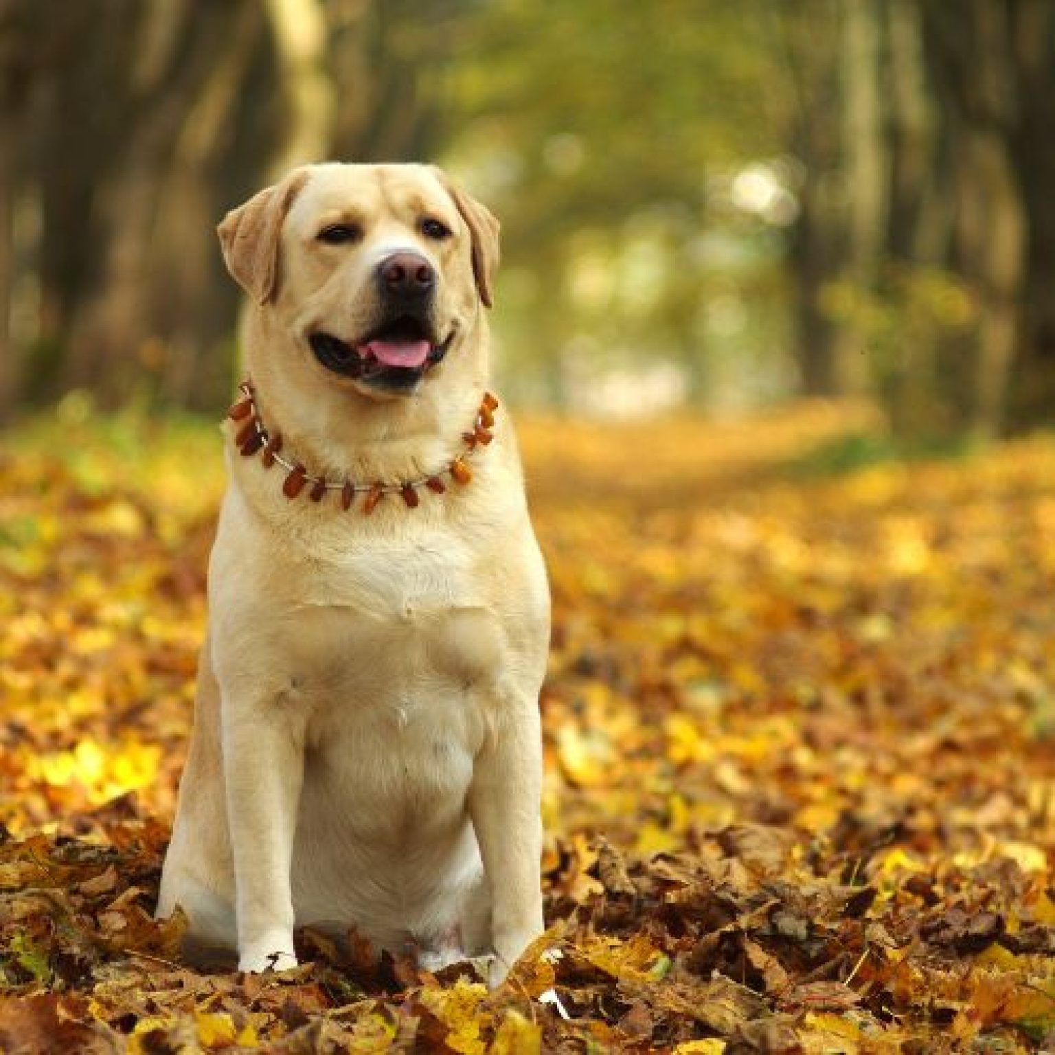 Hoe groot wordt een labrador? - Hondpedia